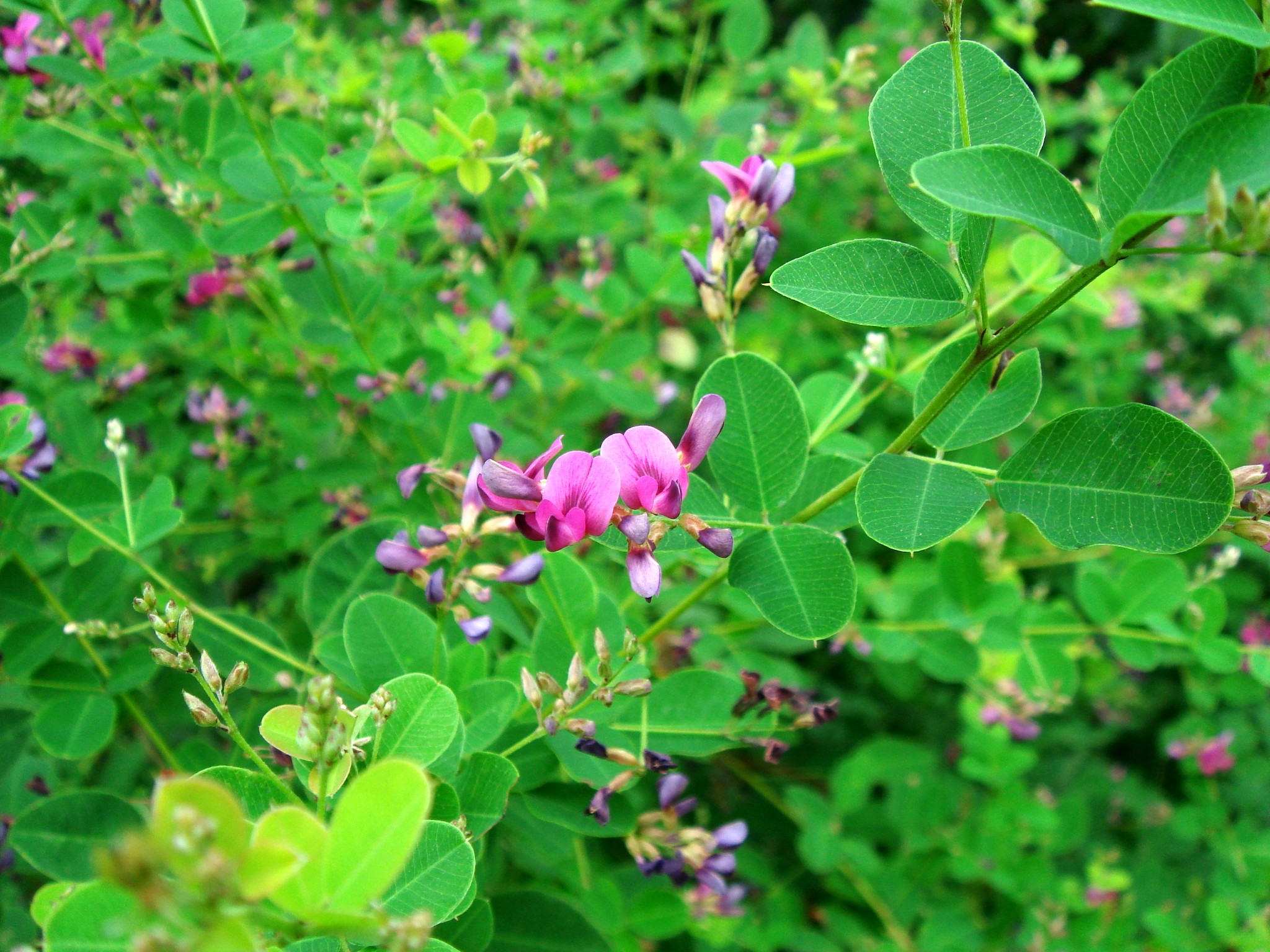 Lespedeza bicolor Turczaninow